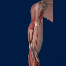 Cambridge Shoulder Problems| Shoulder Surgeon Cambridge