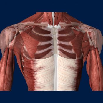 Cambridge Shoulder – Expert Shoulder Surgery | Graham Tytherleigh-Strong