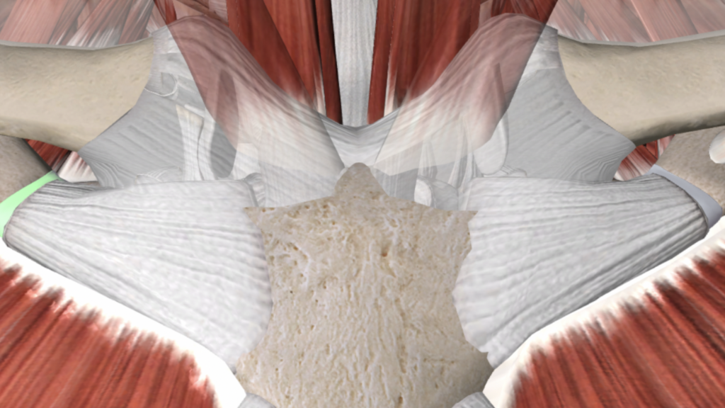 Fig 1. SCJ Anatomy - Cambridge Shoulder