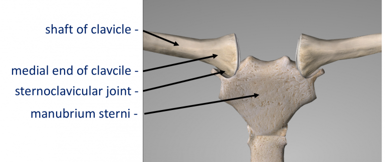 Fig 3. Bones of the SCJ – Cambridge Shoulder