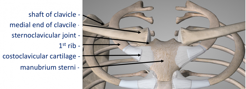 Fig 4. Bones around the SCJ - Cambridge Shoulder