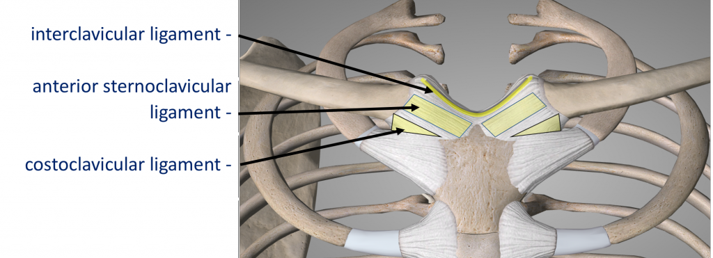 Fig 5. SCJ Ligaments – Cambridge Shoulder