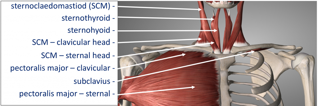 Fig 7. Stabilising Muscles (Pec Major removed on Left) – Cambridge Shoulder