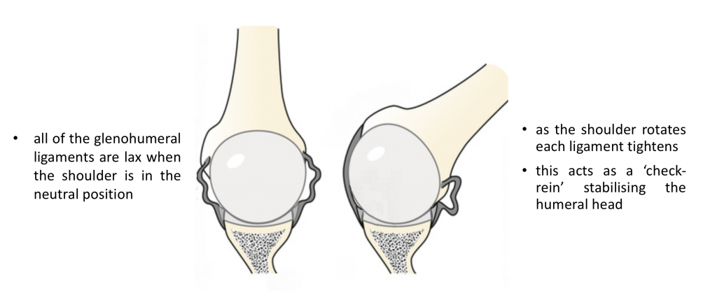 Fig 2. Static Stabilisers – The Glenohumeral Ligaments which tighten at ...
