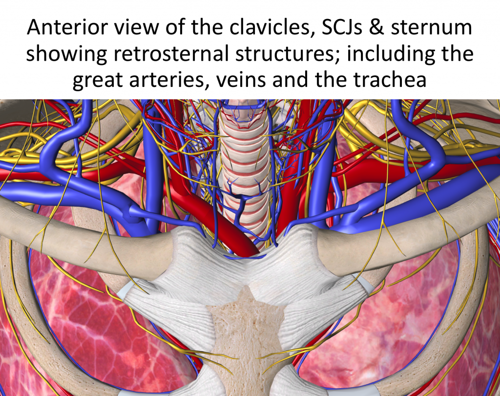 Fig 39. SCJ Ant view - Cambridge Shoulder